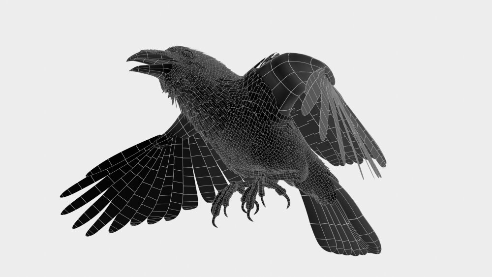 Common Raven Blender – Rigged Animated 3D model - Download Birds on ...