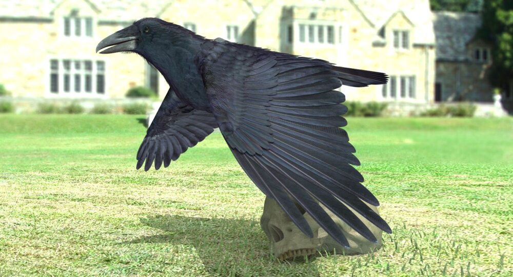 Common Raven – Lightwave – Max – Rigged Animated 3D model - Download ...
