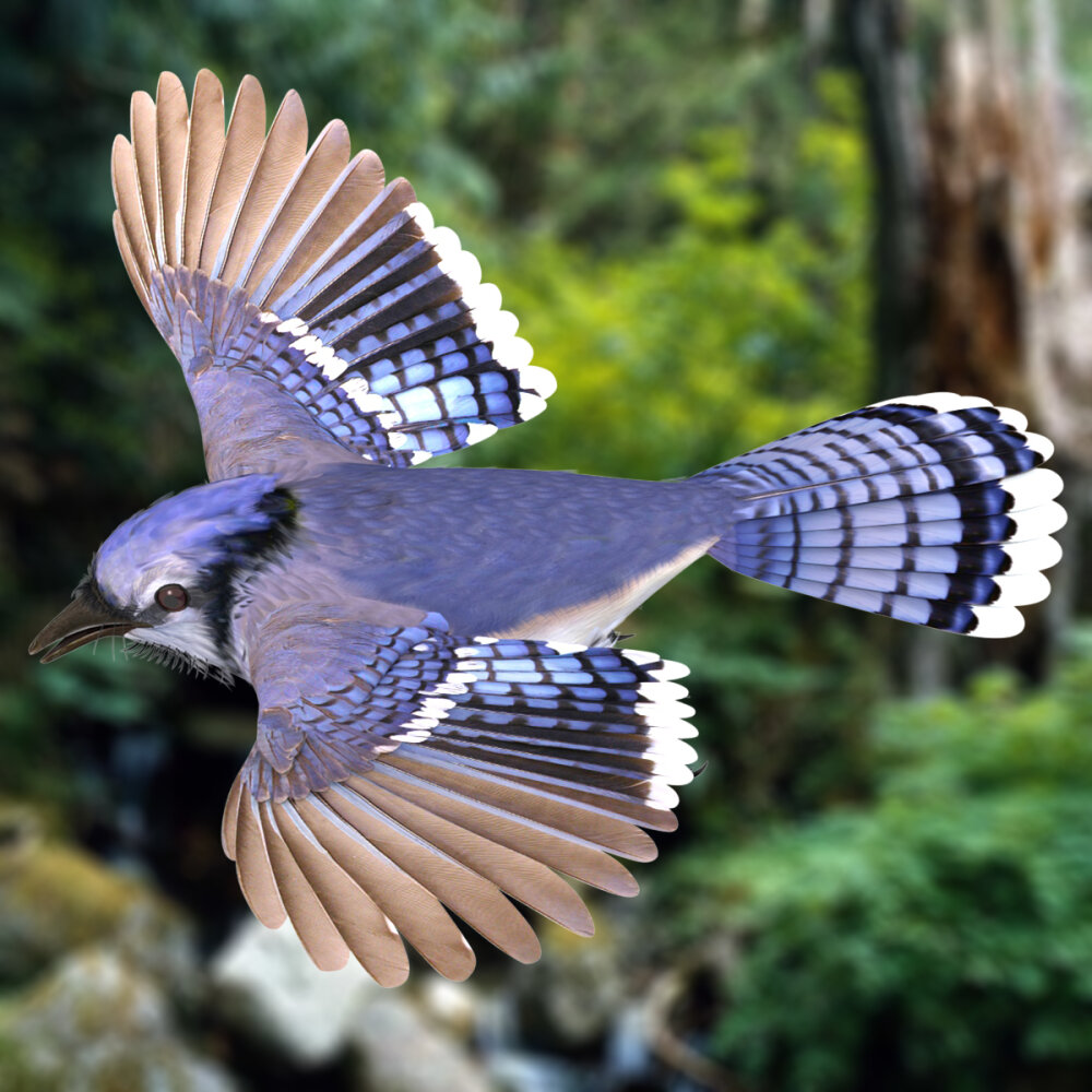 Blue Jay – Rigged Animated 3D model - Download Birds on 3DModels.org