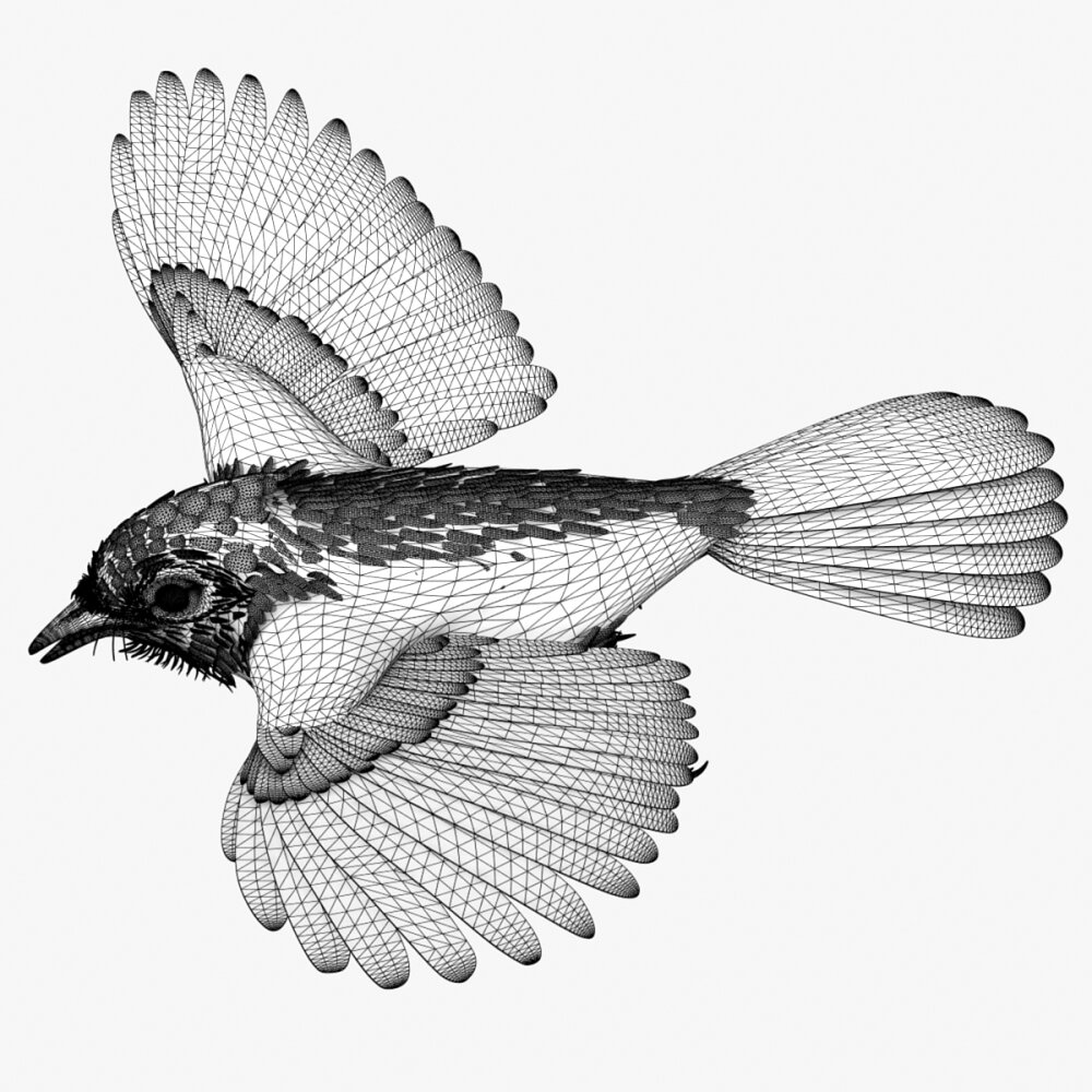 Blue Jay – Rigged Animated 3D model - Download Birds on 3DModels.org