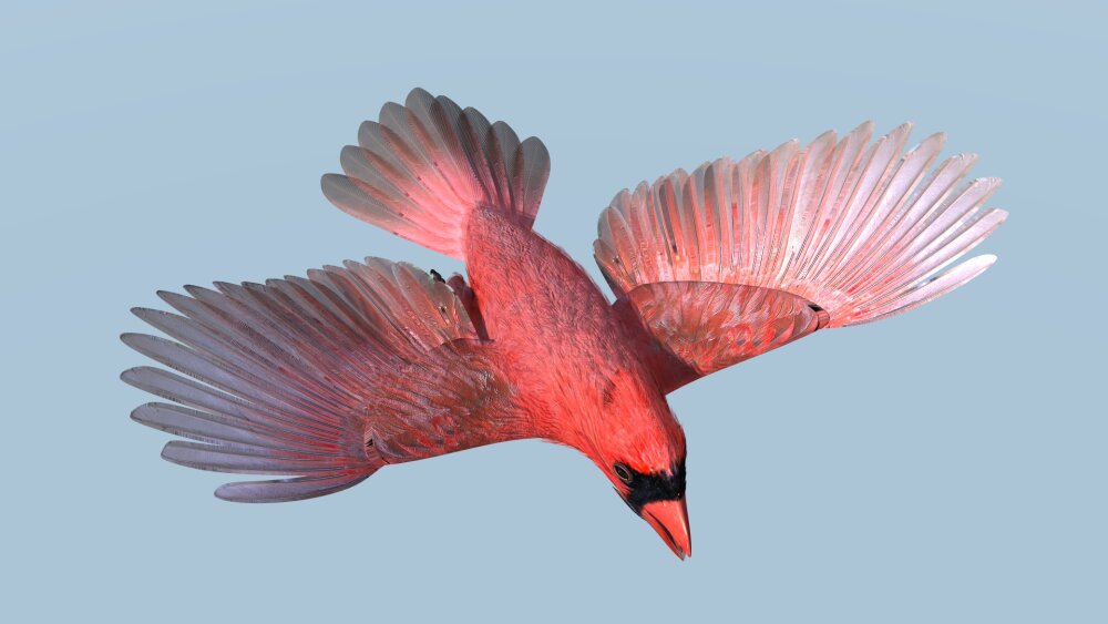Northern Cardinal – Male – Rigged Animated 3D model - Download Birds on ...