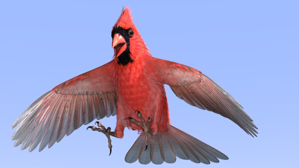 Northern Cardinal – Male 3D model - Download Birds on 3DModels.org