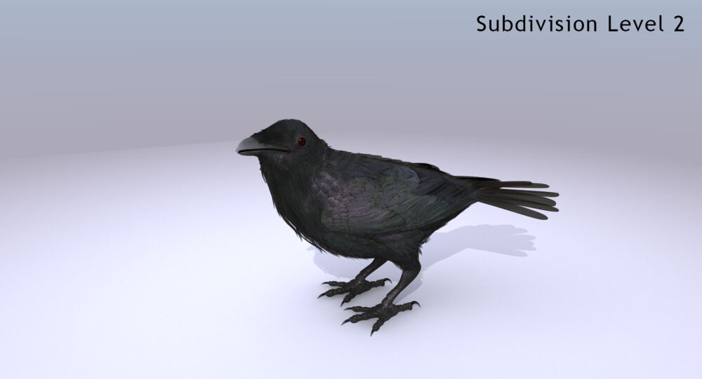Crow – Corvus – Rigged Animated 3D model - Download Birds on 3DModels.org