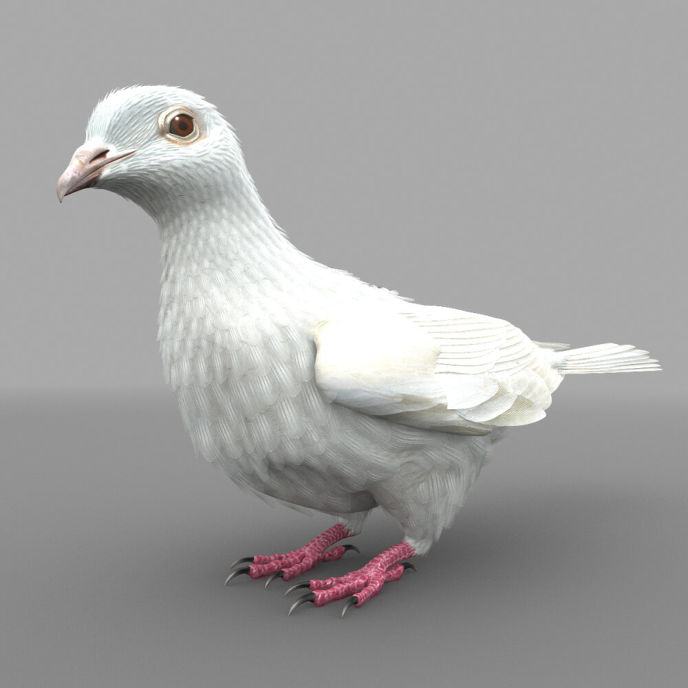White Dove in Flight 3D model - Download Birds on 3DModels.org