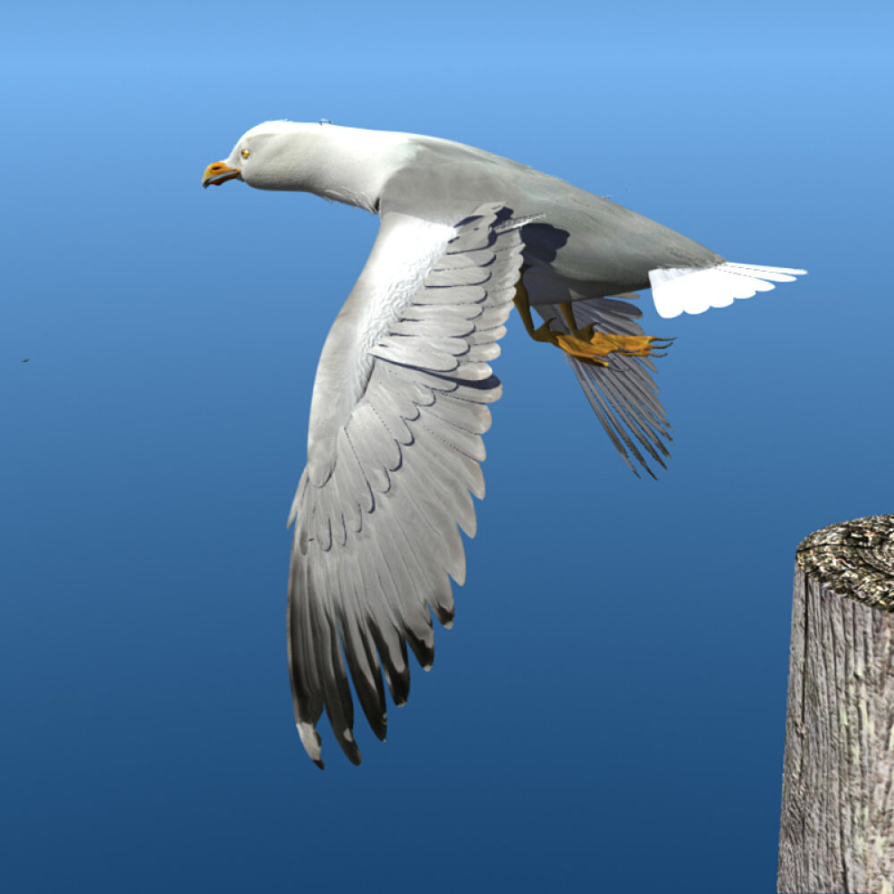 Thayers Herring Gull 3D model - Download Birds on 3DModels.org