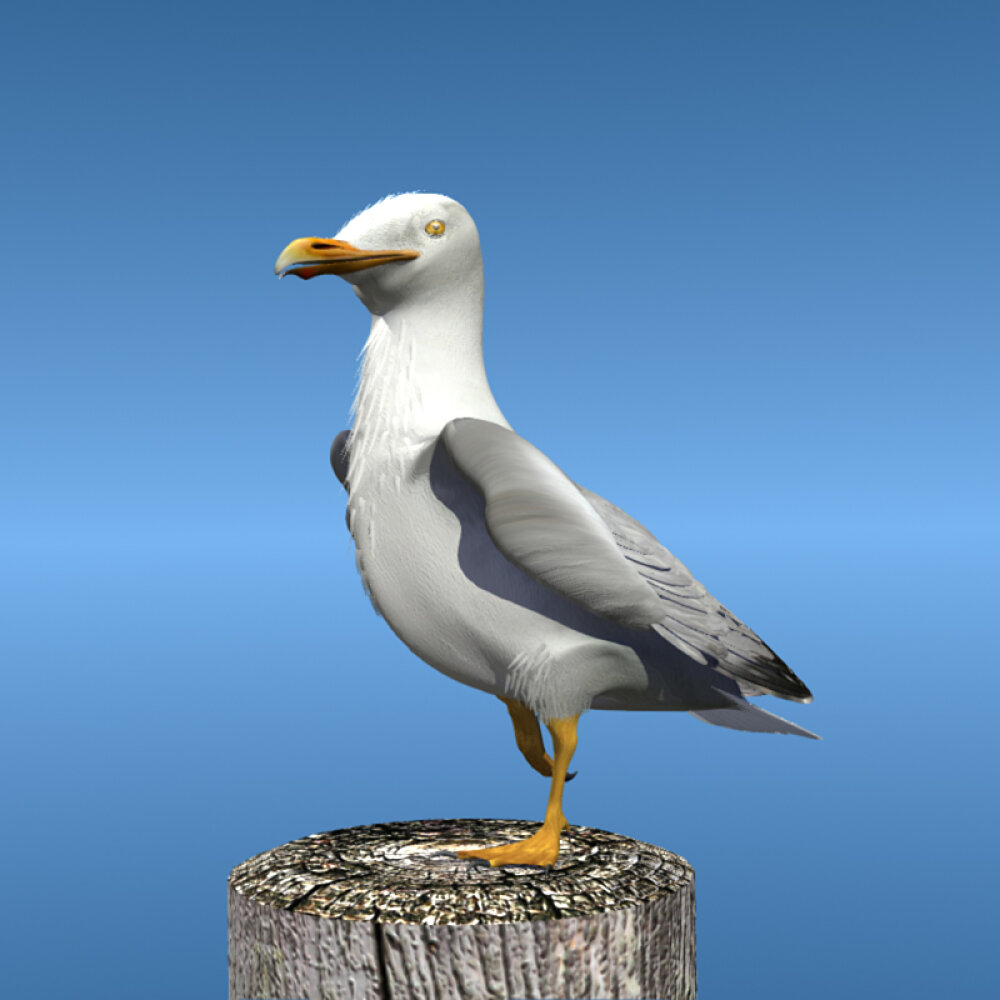 Thayers Herring Gull 3D model - Download Birds on 3DModels.org