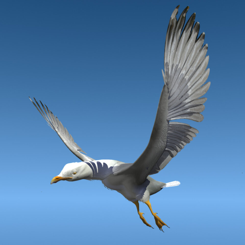 Thayers Herring Gull 3D model - Download Birds on 3DModels.org