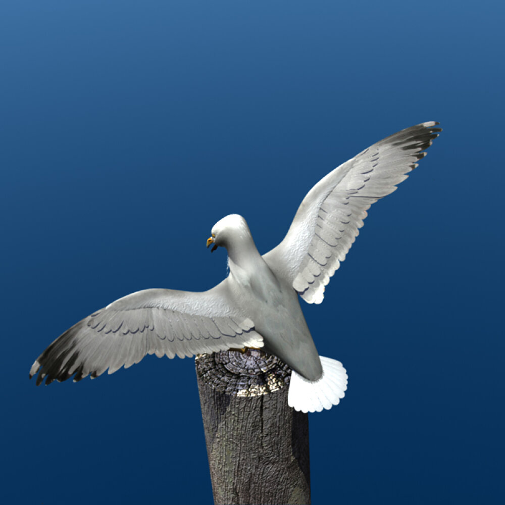 Thayers Herring Gull 3D model - Download Birds on 3DModels.org