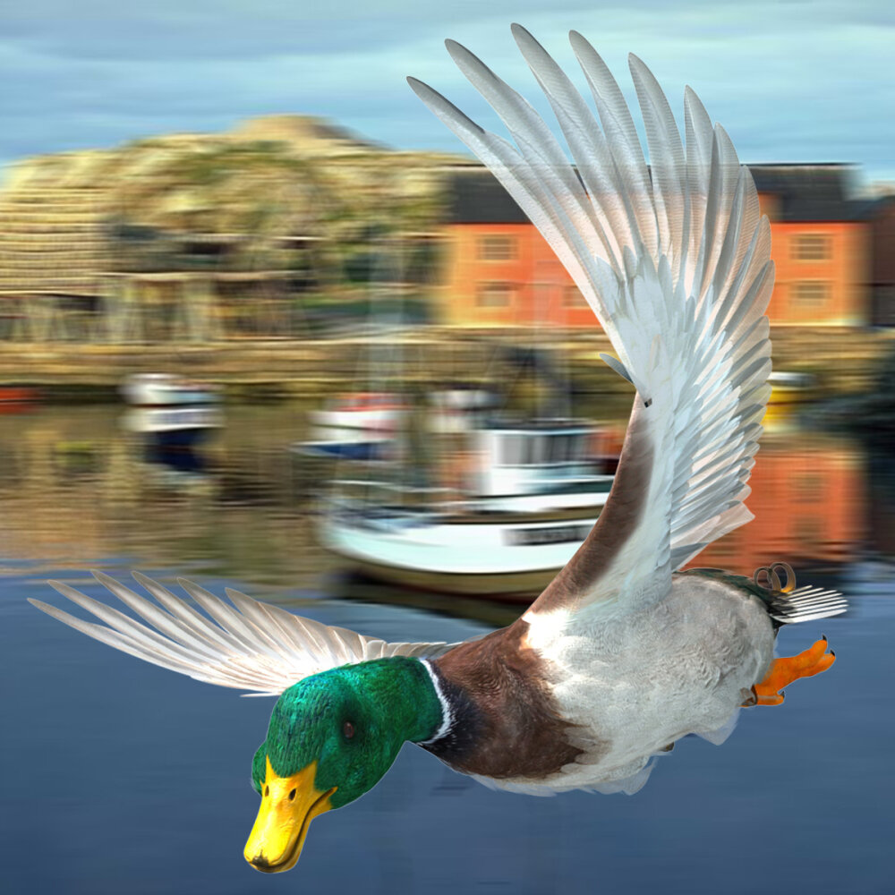 Mallard Duck in Flight 3D model - Download Birds on 3DModels.org