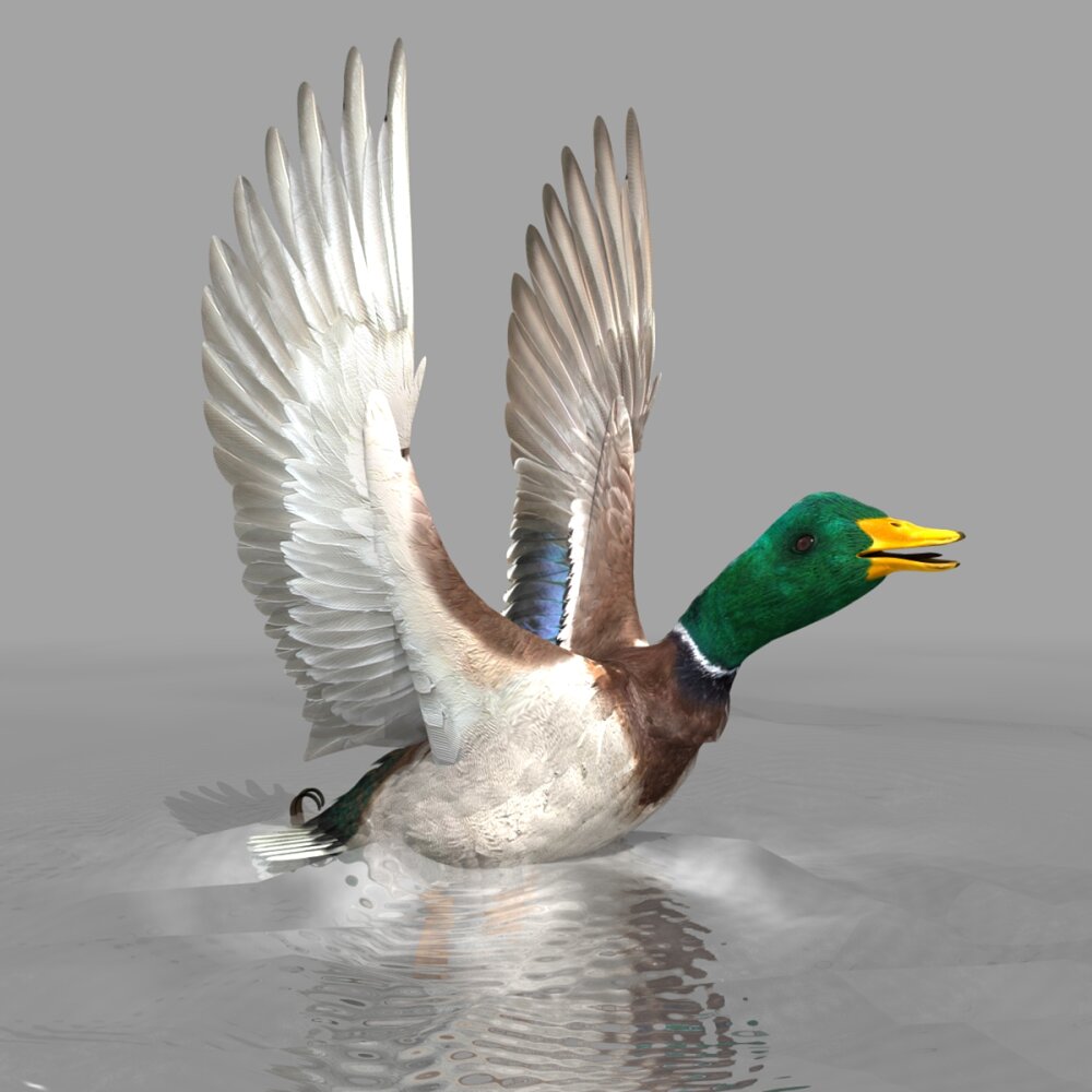 Mallard Duck in Flight 3D model - Download Birds on 3DModels.org