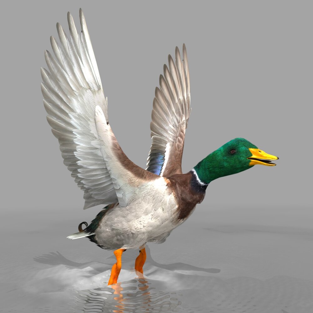 Mallard Duck in Flight 3D model - Download Birds on 3DModels.org