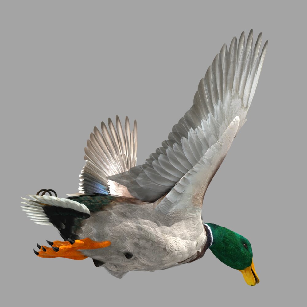 Mallard Duck in Flight 3D model - Download Birds on 3DModels.org