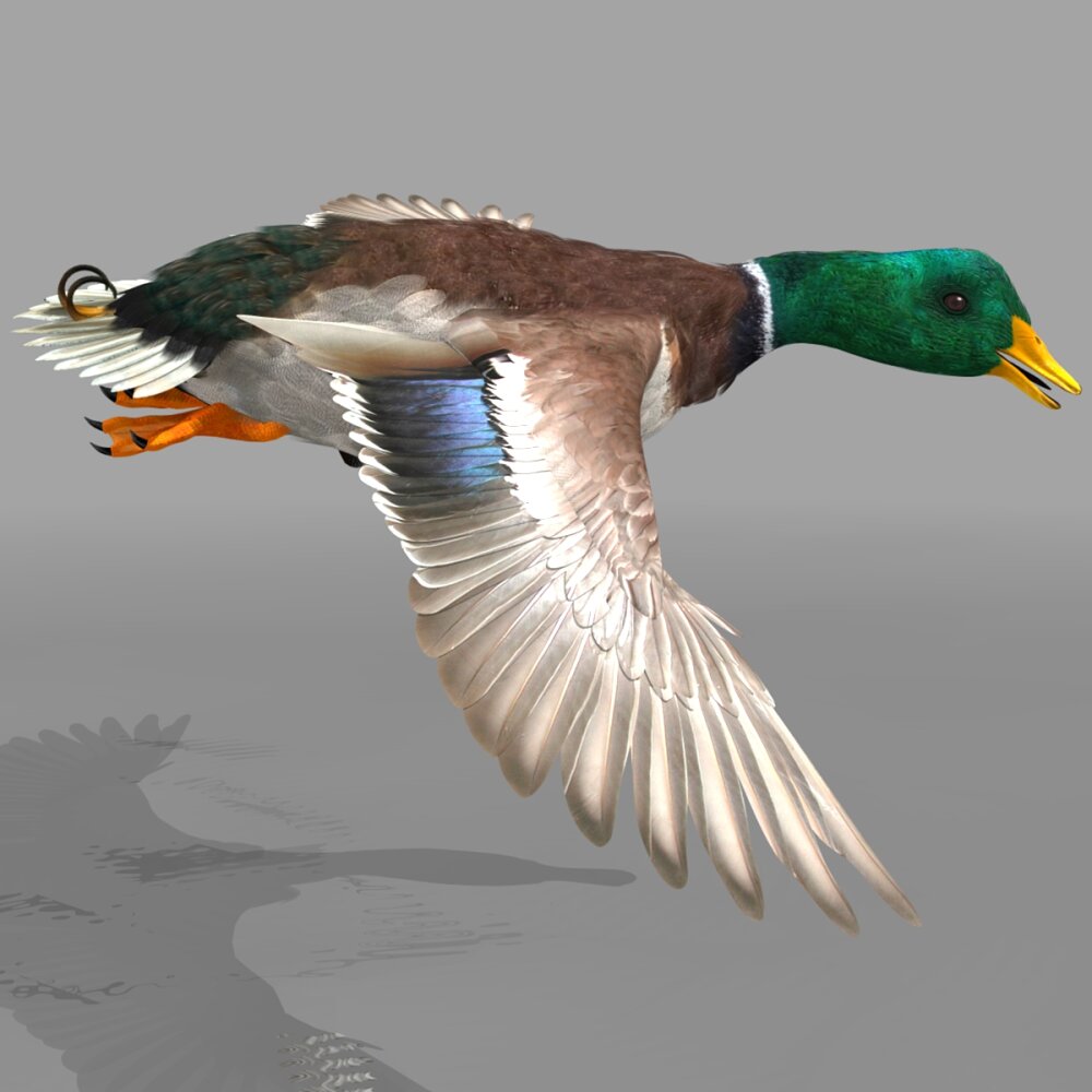 Mallard Duck in Flight 3D model - Download Birds on 3DModels.org
