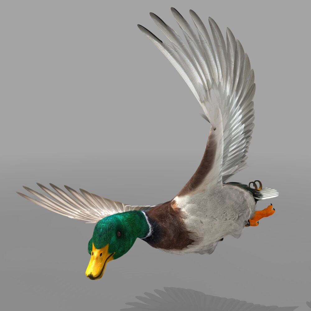 Mallard Duck in Flight 3Dモデル - ダウンロード 鳥類 on 3DModels.org