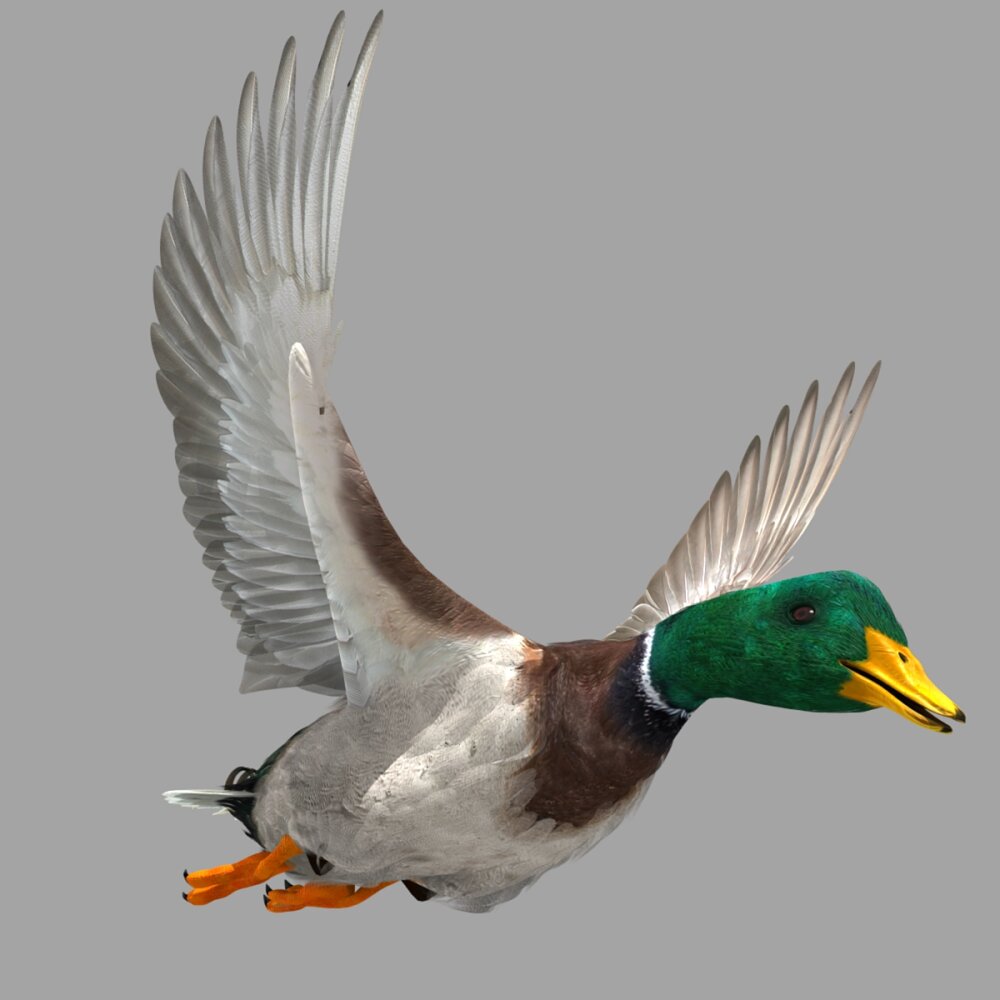 Mallard Duck in Flight 3D model - Download Birds on 3DModels.org