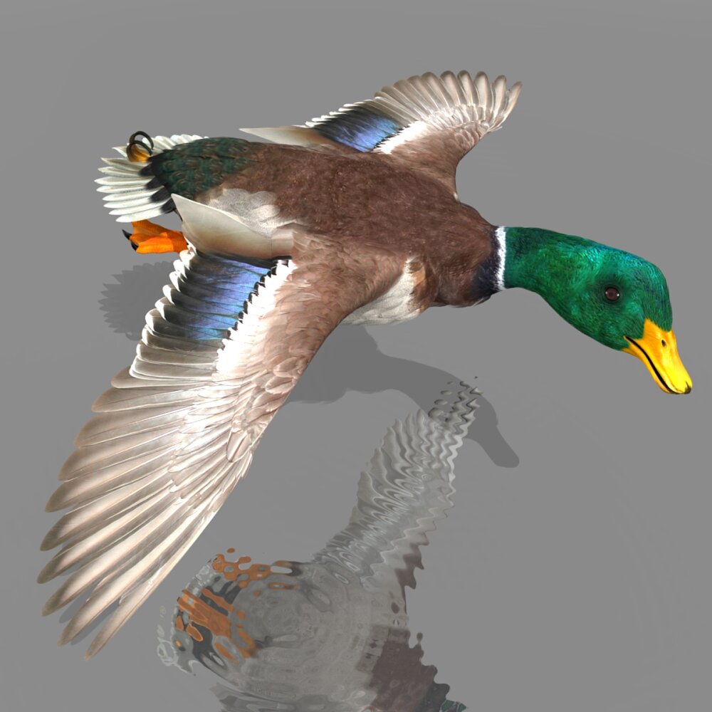 Mallard Duck in Flight 3D model - Download Birds on 3DModels.org