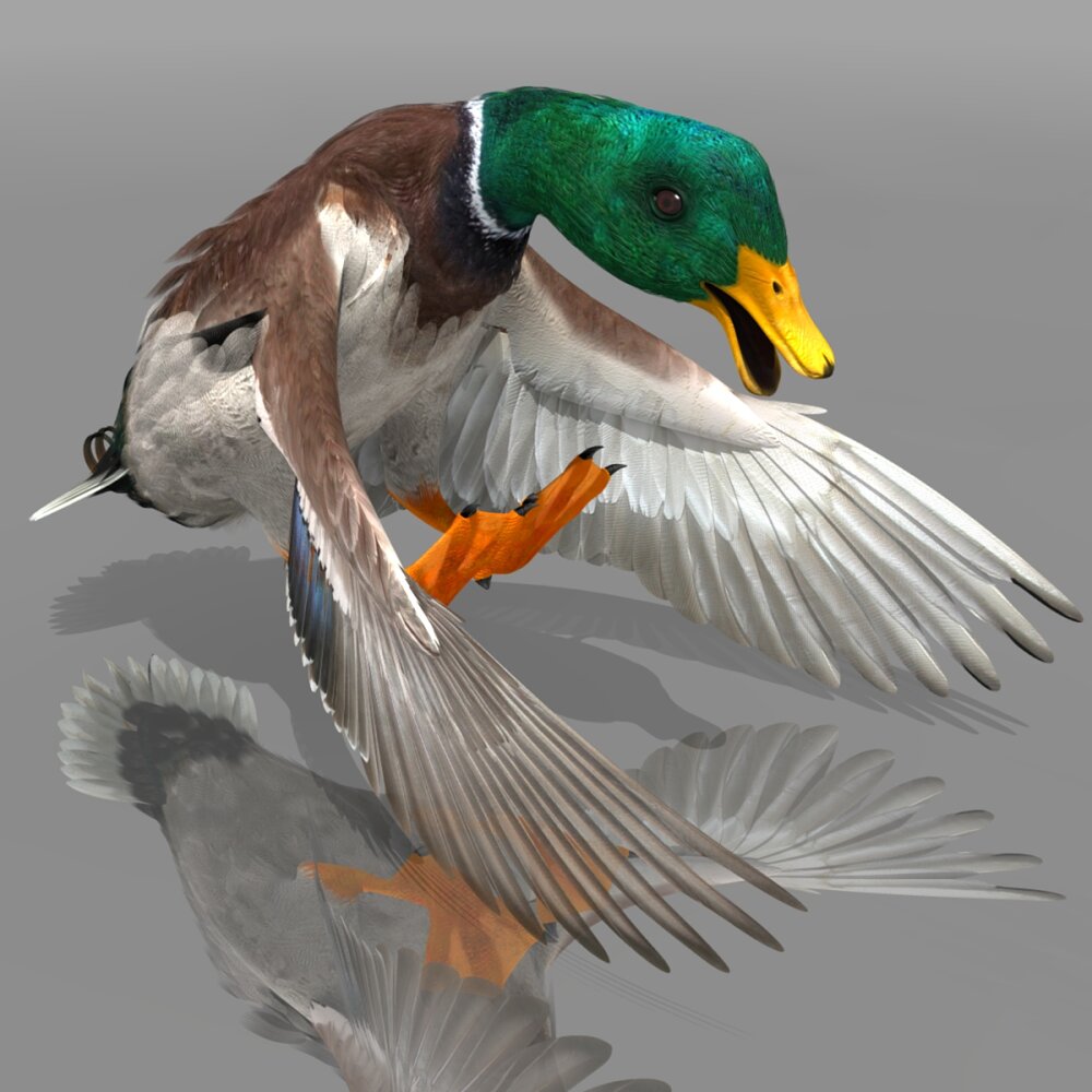 Mallard Duck in Flight 3D model - Download Birds on 3DModels.org