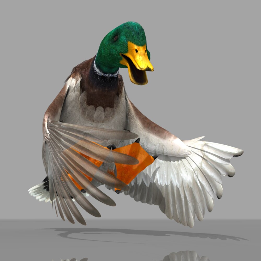 Mallard Duck in Flight 3D model - Download Birds on 3DModels.org