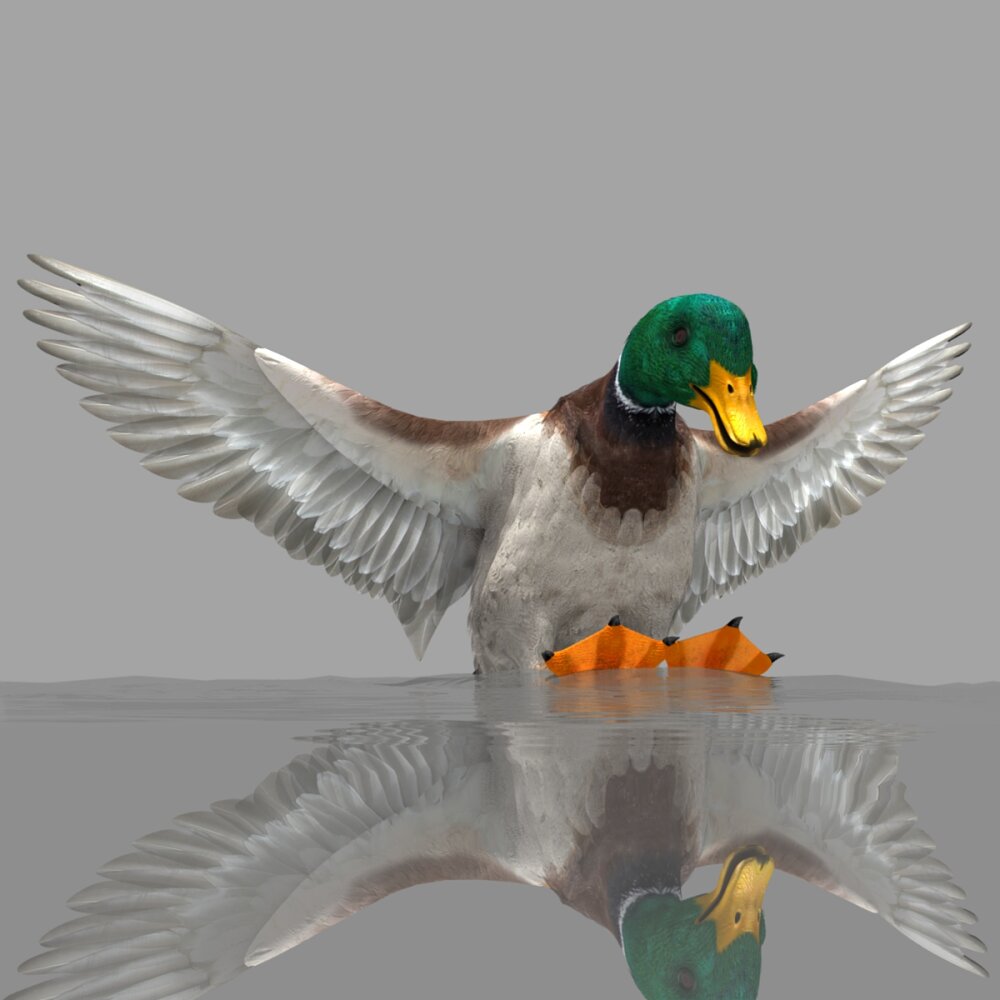 Mallard Duck in Flight 3D model - Download Birds on 3DModels.org