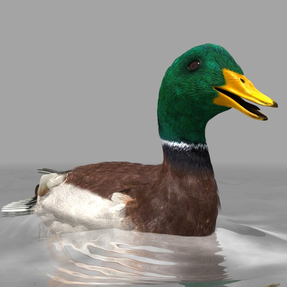 Mallard Duck in Flight 3D model - Download Birds on 3DModels.org