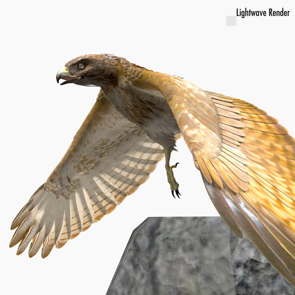 Red Tailed Hawk 3D model - Download Birds on 3DModels.org