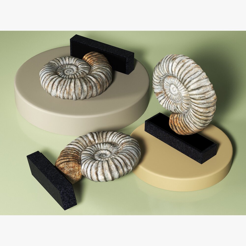 Fossil Iron-Marble Shell Sculpture 01 3D model - Download Sculptures on ...