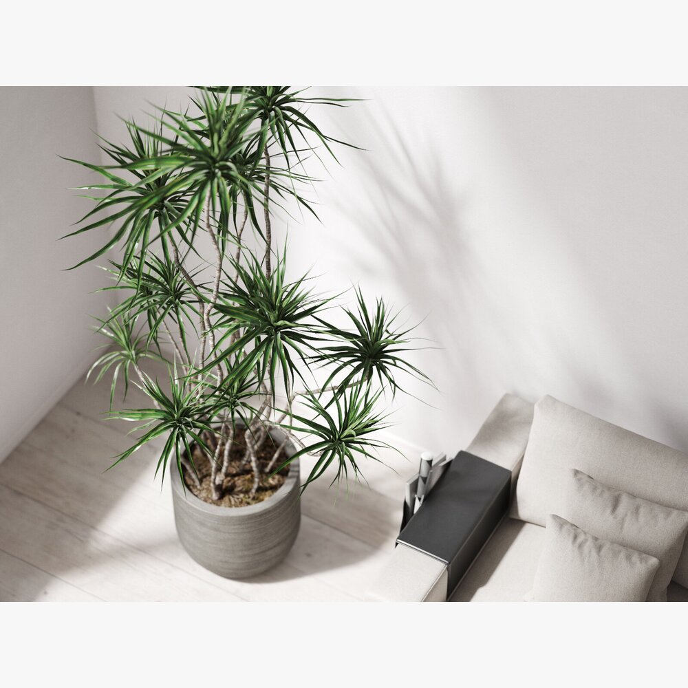 Dracena Marginata In Ridged Grey Planter 3D model - Download ...