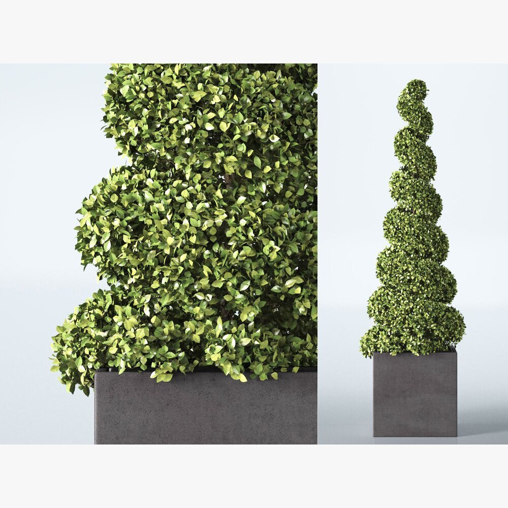 Boj Espiral en Maceta de Hormigón Modelo 3D - Descargar Planta de ...