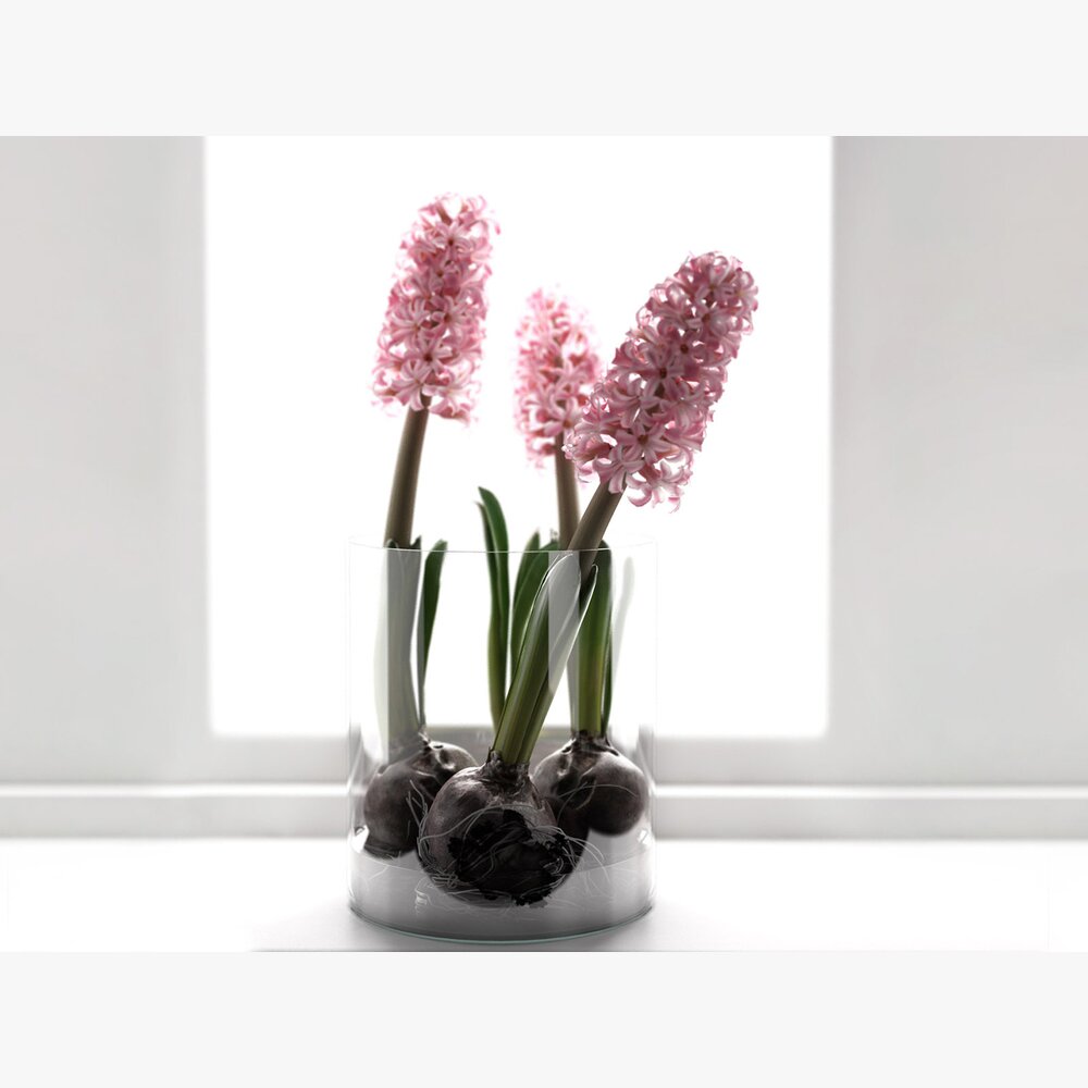 Pink&Purple Hyacinth Bulbs In Glass Cylinder 3D model - Download ...