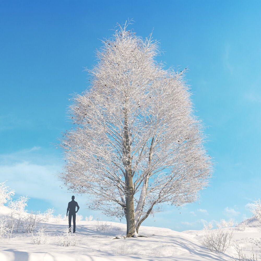Deciduous Red Alder Tree in Winter Snow 3D model - Download Trees on ...