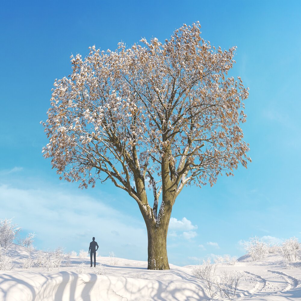 Winter Green Ash Tree with Snow 3D model - Download Trees on 3DModels.org