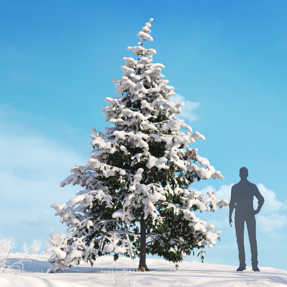 Western Hemlock Snow-Covered Winter Tree 3D model - Download Trees on ...