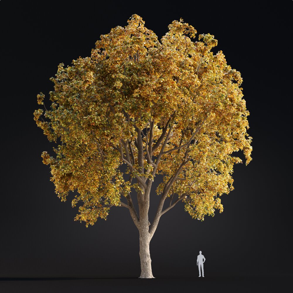 Majestic Acer Tree with Lush Autumn Foliage 3D model - Download Trees ...