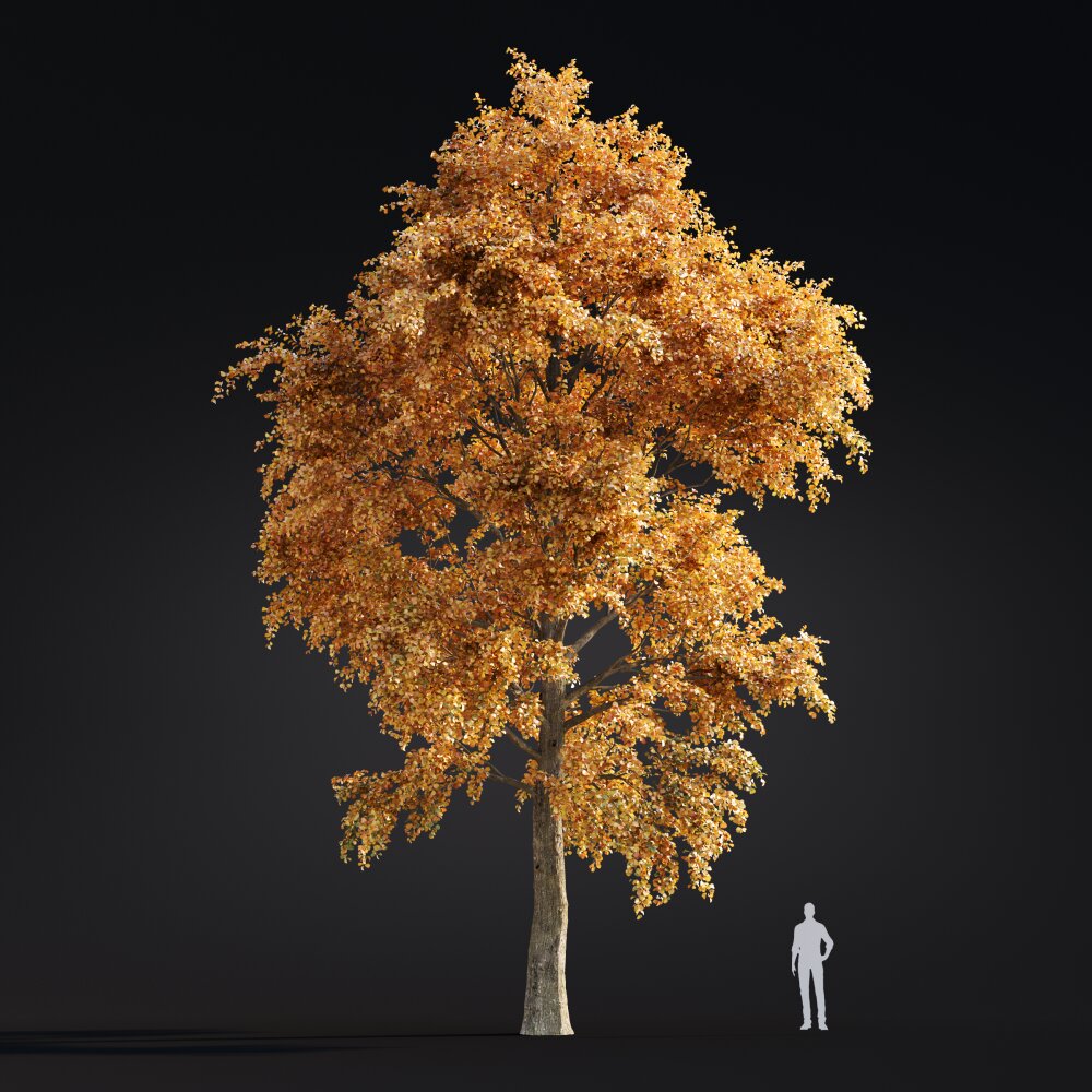 Tall Alnus Tree with Autumn Foliage 3D model - Download Trees on ...