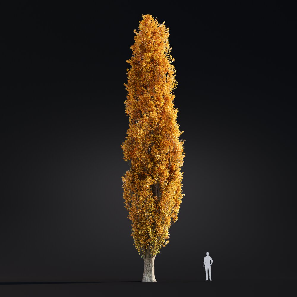 Tall Autumn Populus Tree with Vibrant Foliage 3D model - Download Trees ...