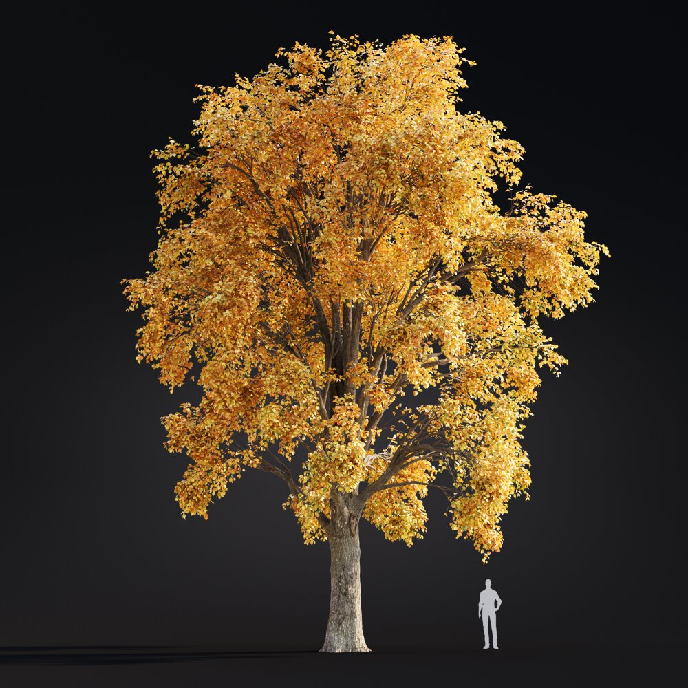 Towering Autumn Populus Tree 3D model - Download Trees on 3DModels.org