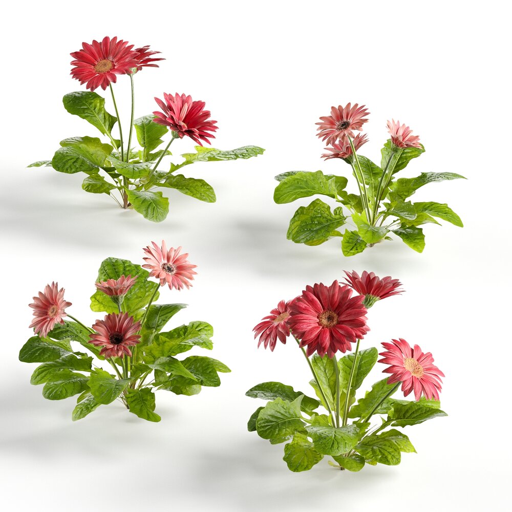 Gerbera Daisy Cluster with Red Pink Blooms 3D model - Download Flowers ...