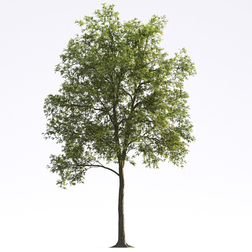 Robinia Pseudoacacia Tree with Lush Green Canopy 3D model - Download ...