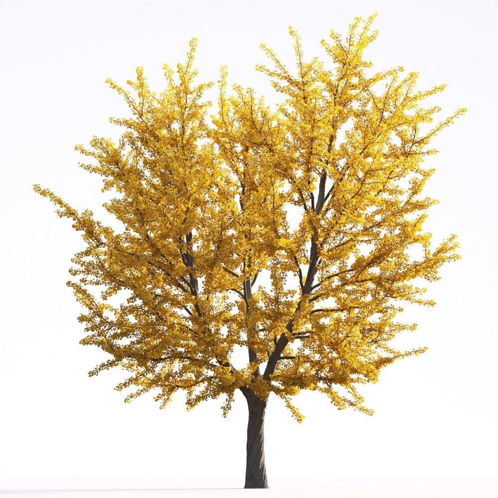 Ginkgo Biloba Tree with Yellow Autumn Foliage 3D model - Download Trees ...