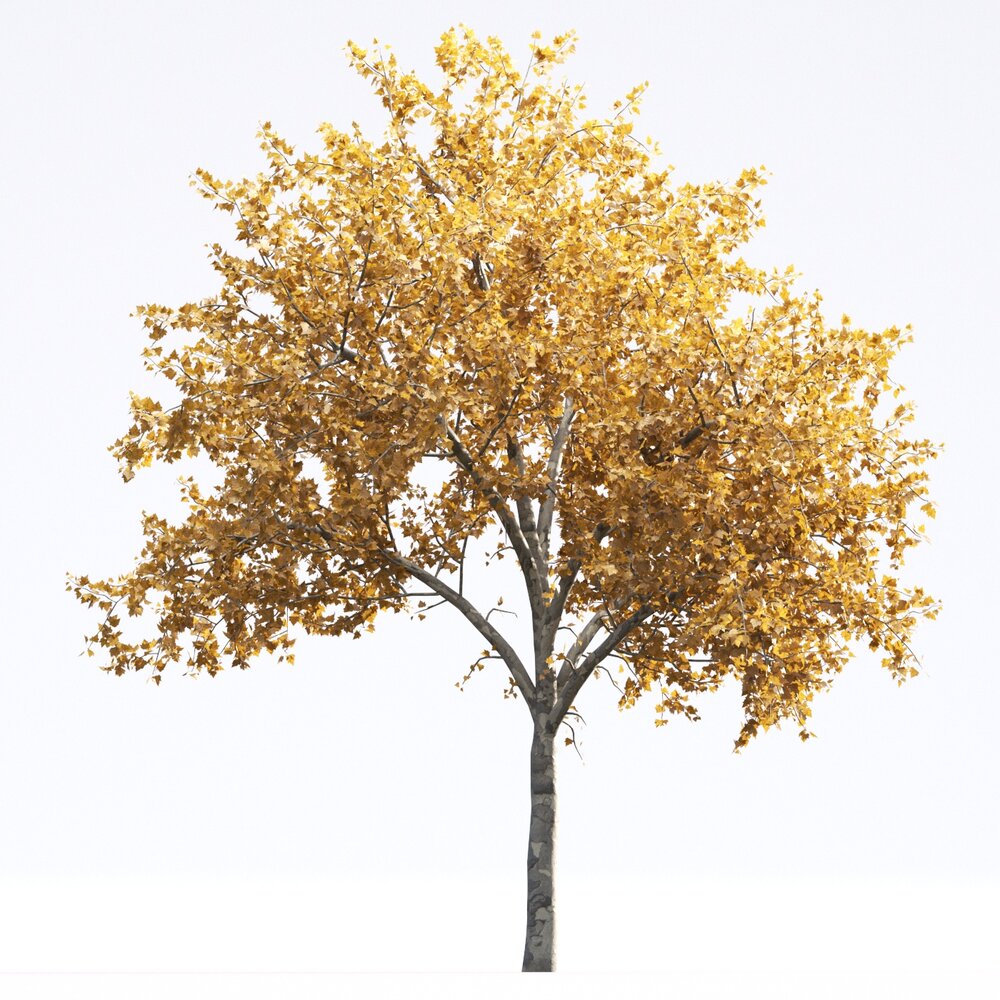 Sycamore Tree With Golden Autumn Foliage 3D model - Download Trees on ...
