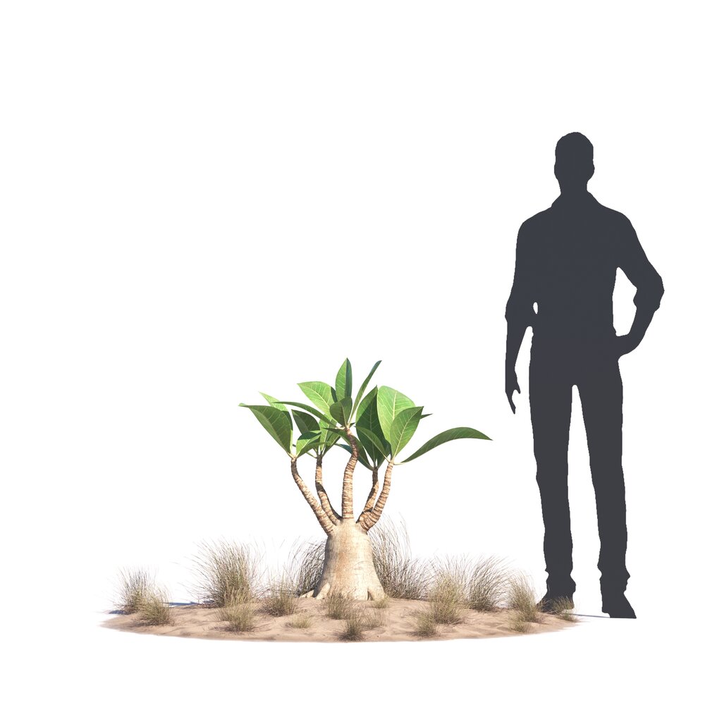 Adenium Arabicum 3D model - Download Trees on 3DModels.org