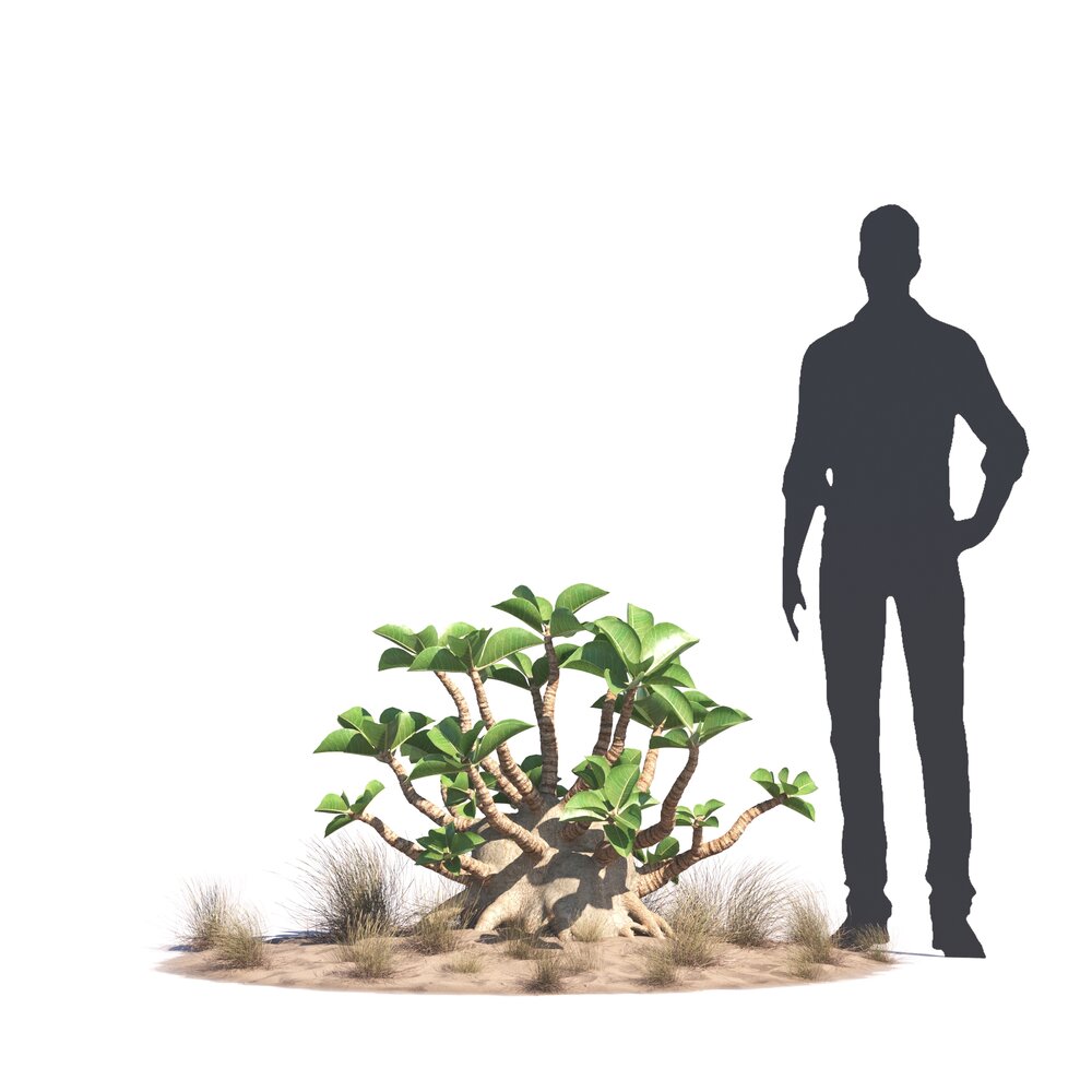 Adenium Obesum Desert Rose with Bulbous Trunk 3D model - Download Trees ...