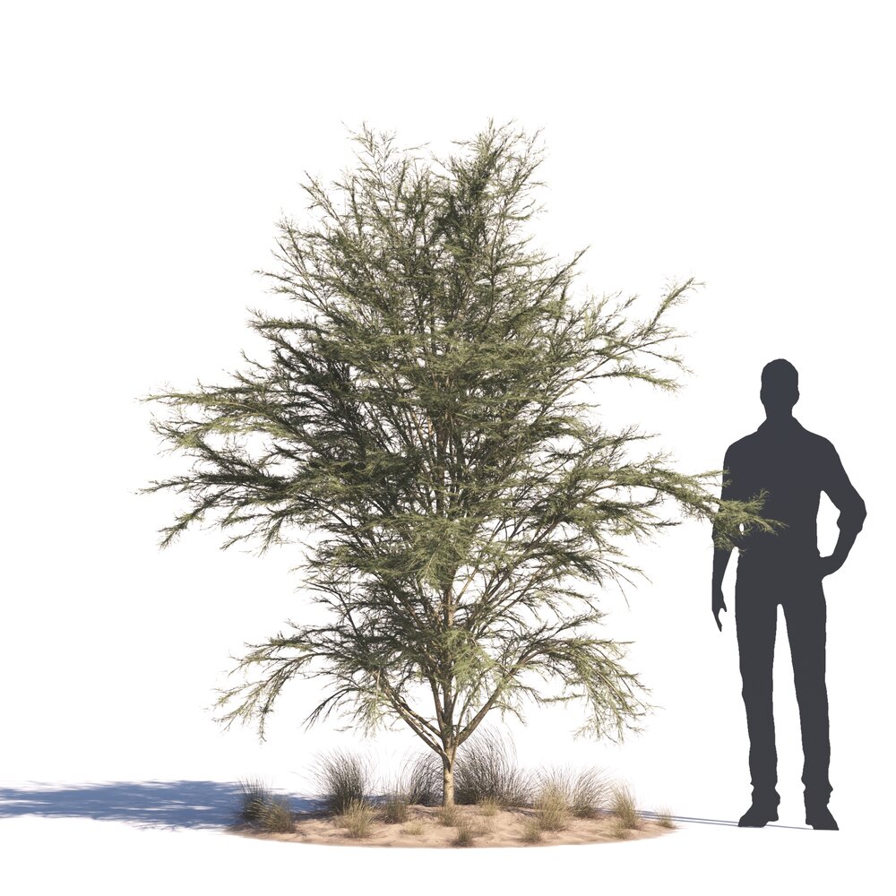 Tamarix Aucheriana Tree with Feathery Foliage 3D model - Download ...