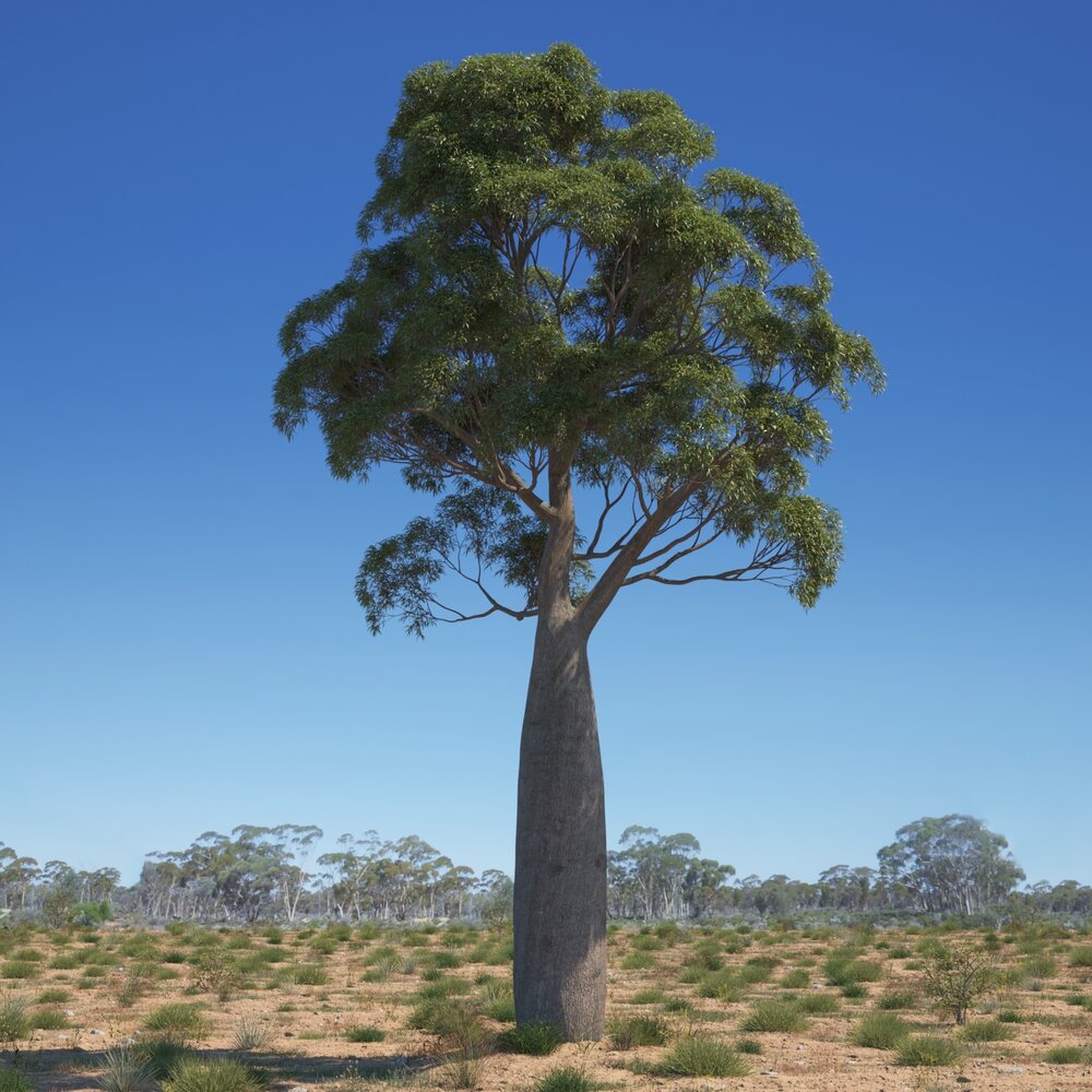 Brachychiton Rupestris Tree with Bottle Trunk 3D model - Download Trees ...