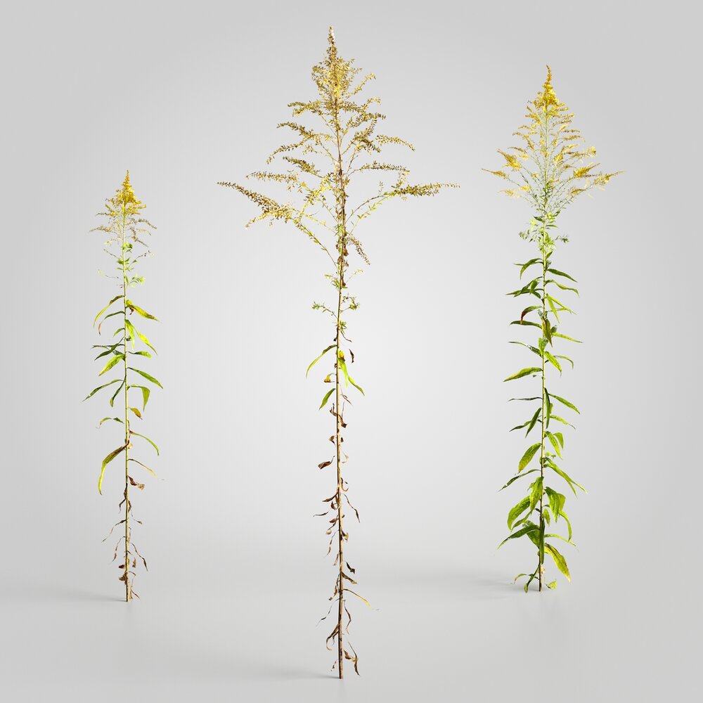 Goldenrod Wildflower Yellow Flowering Plant Stems 3D model - Download ...