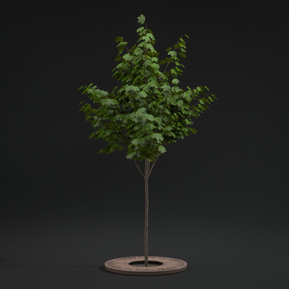 Urban Shade Tree in Circular Pavement Base 3D model - Download Trees on ...