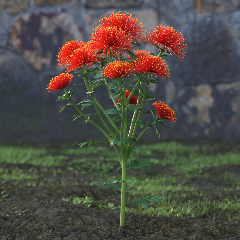 Chrysanthemum Flower 3D model - Download Flowers on 3DModels.org