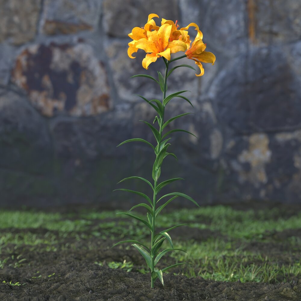 Yellow Lilium 3D model - Download Flowers on 3DModels.org