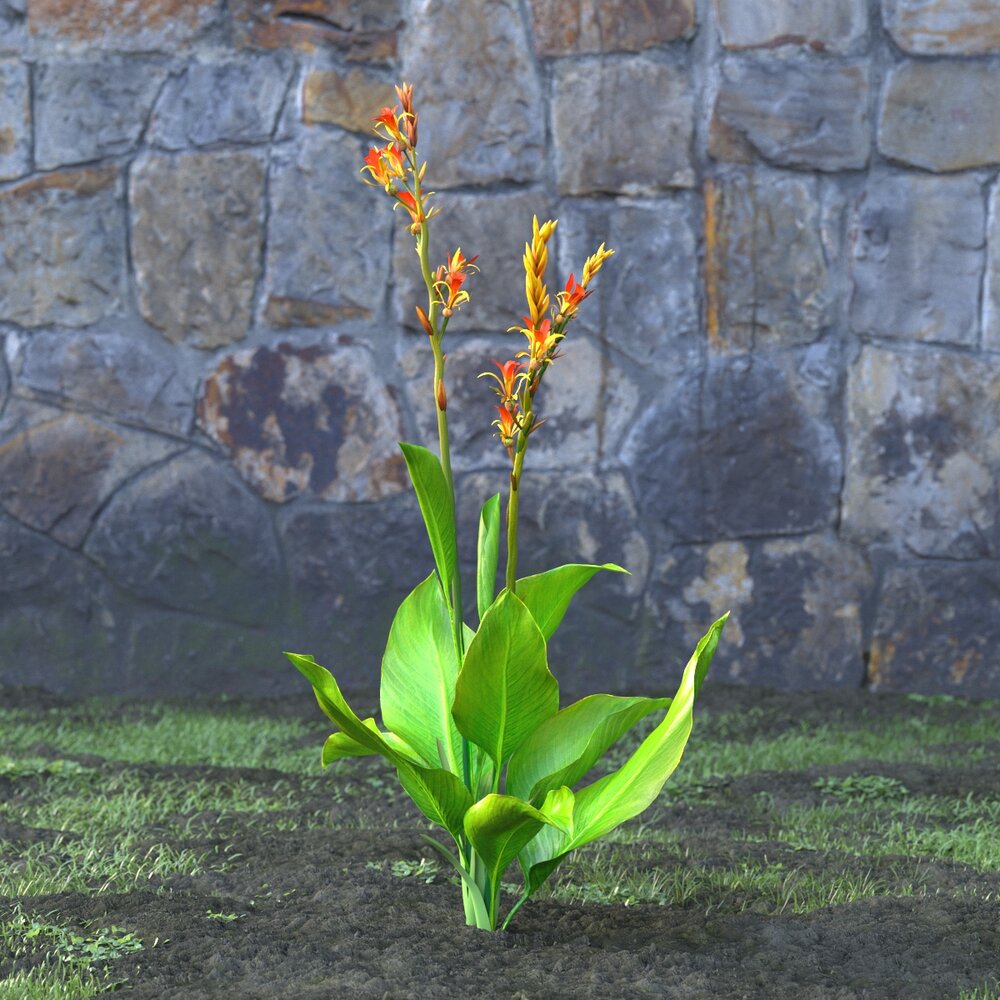 Canna Indica Flower 3D model - Download Flowers on 3DModels.org