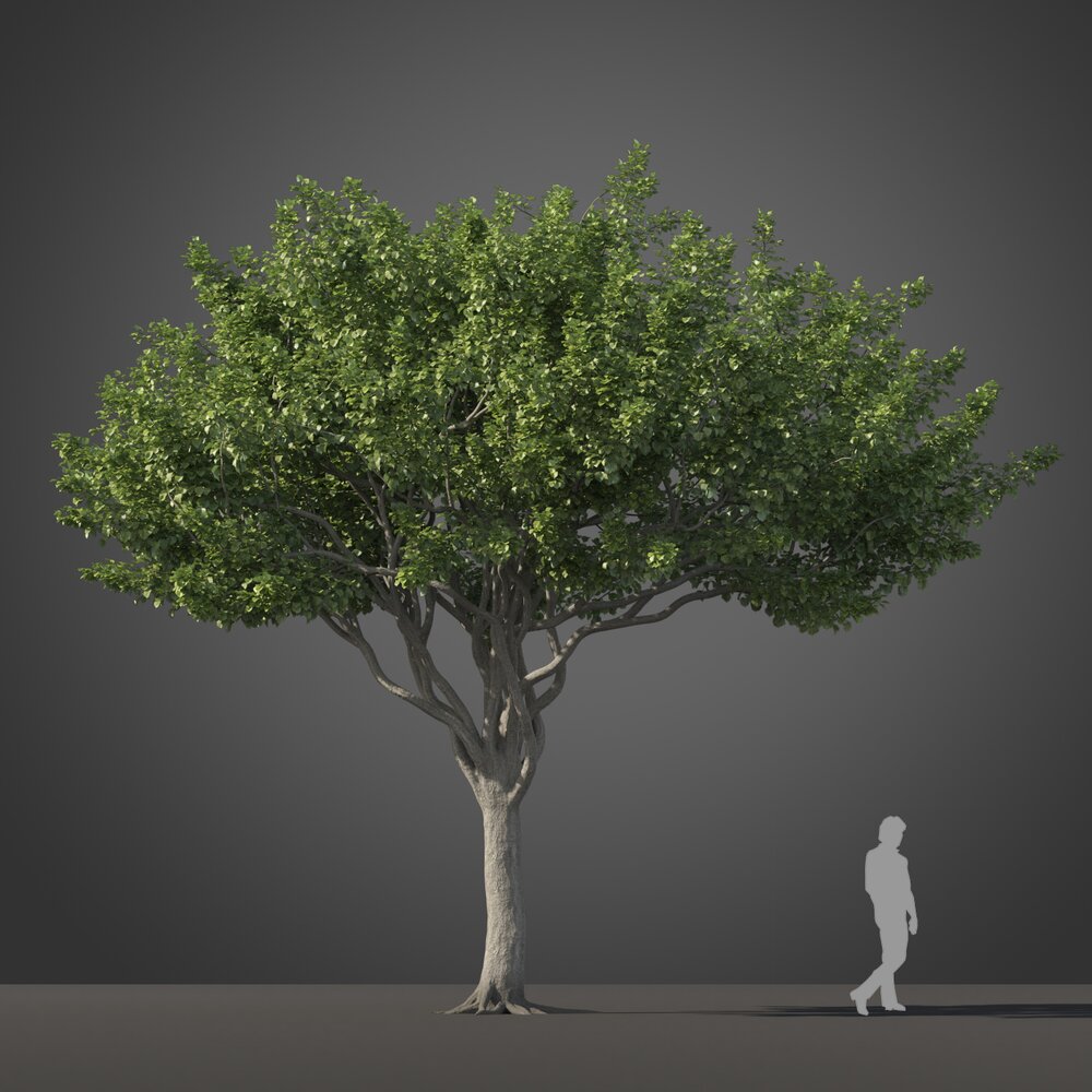 Ficus Benjamina Puu 3D-malli - Lataa Puut päällä 3DModels.org